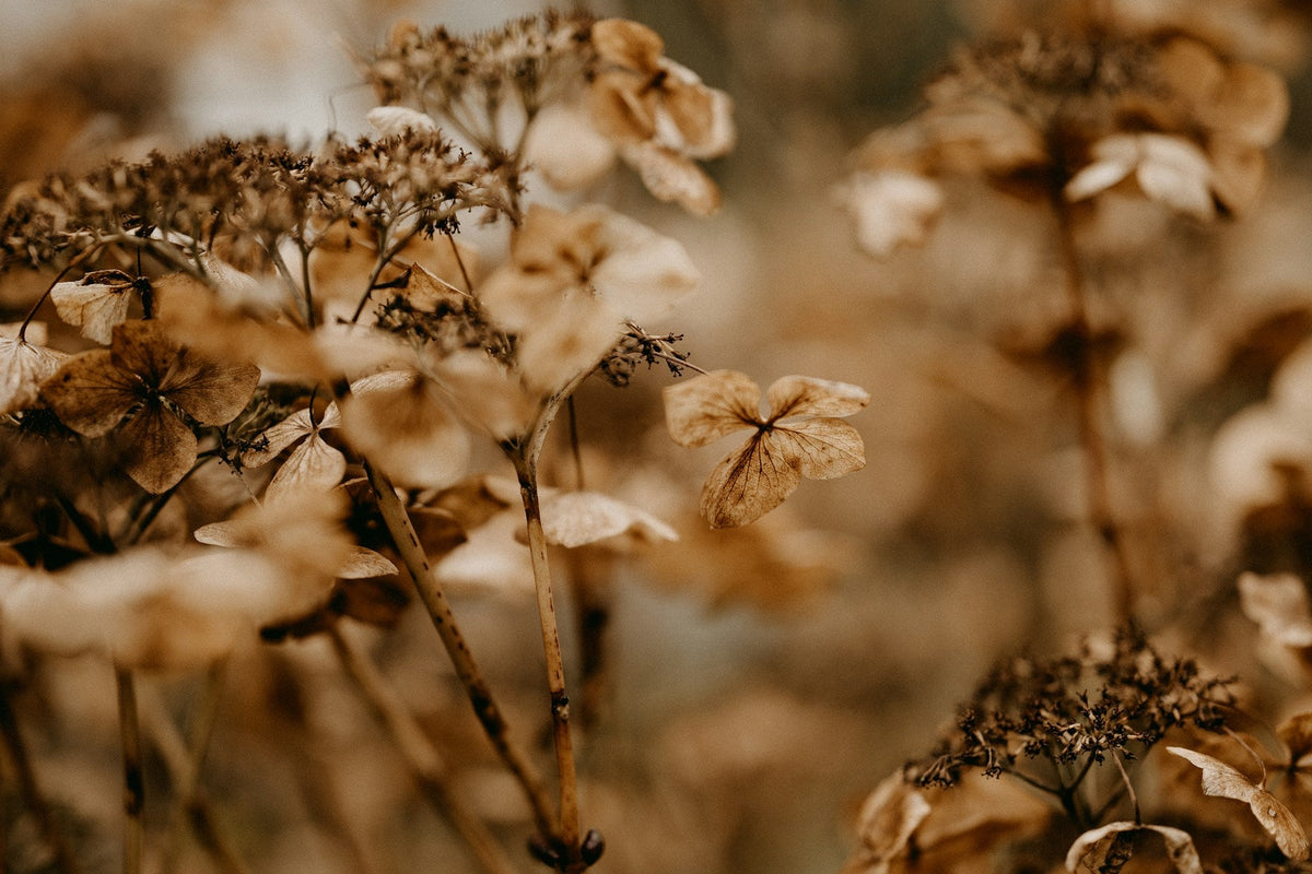 11 Types of Brown Flowers You Should Know (Care & Symbolism ...