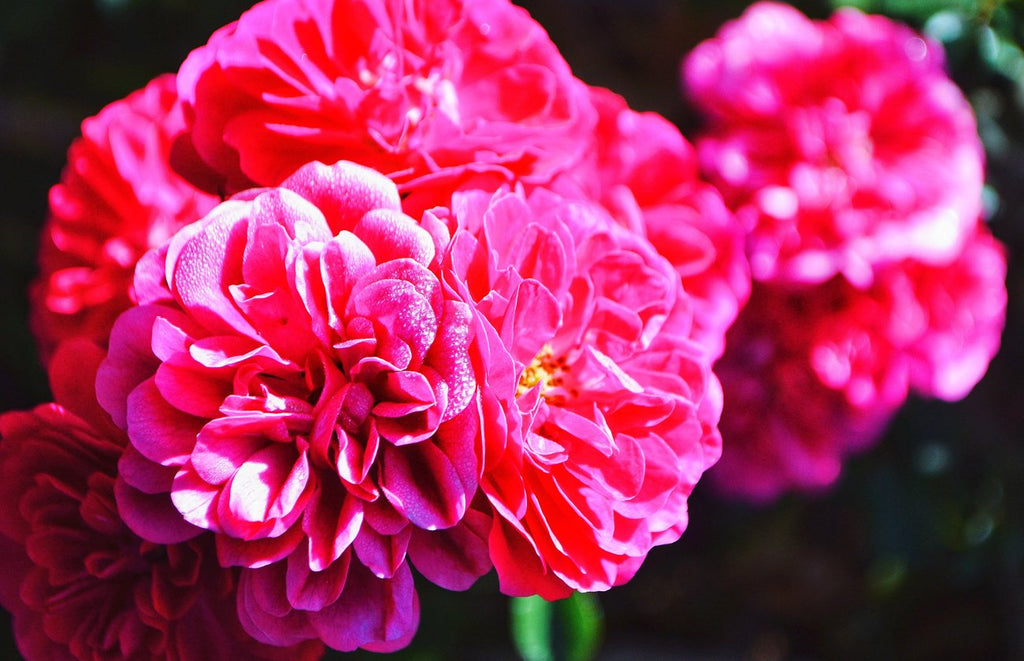 Blushing Blooms: Unveiling Pink Flower Symbolism