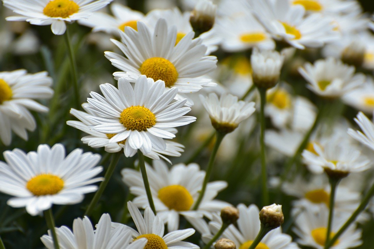 Top 21 Flowers That Symbolise Strength and Healing – FloristiqueSG