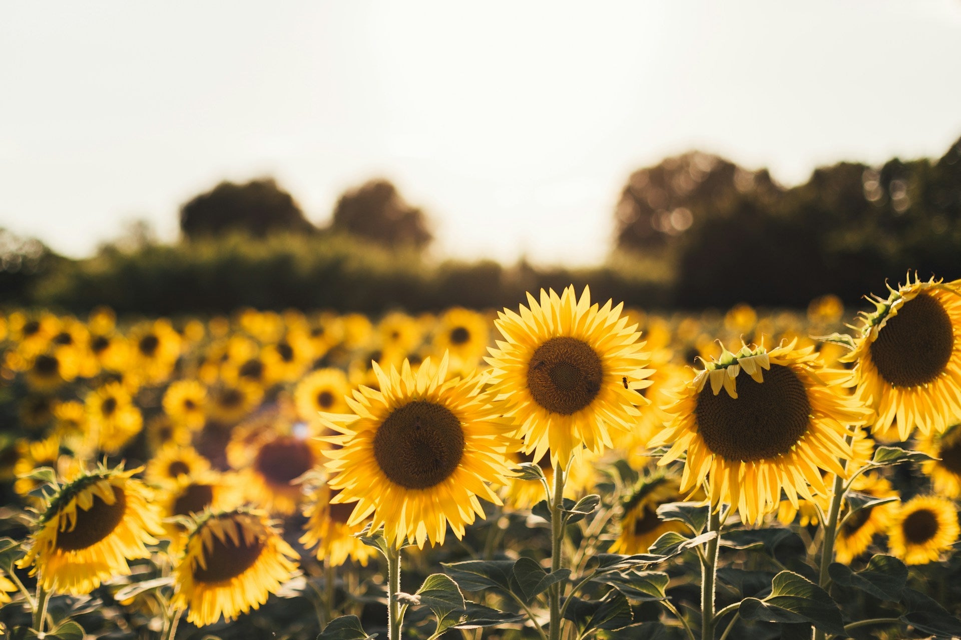 Sunflowers Meaning: Symbolism, History & Cultural Significance ...